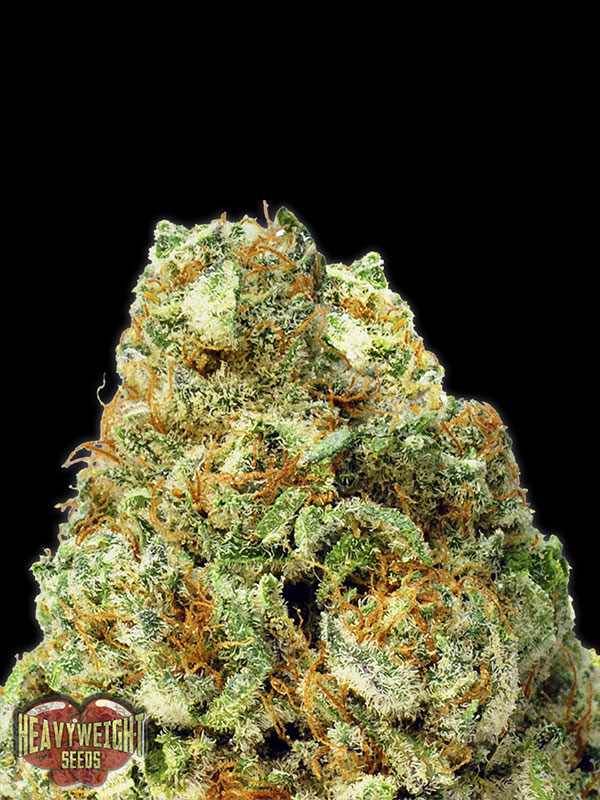 Turbo Bud Auto (Heavy Weight Seeds) - Nur dieses Wochenende ...